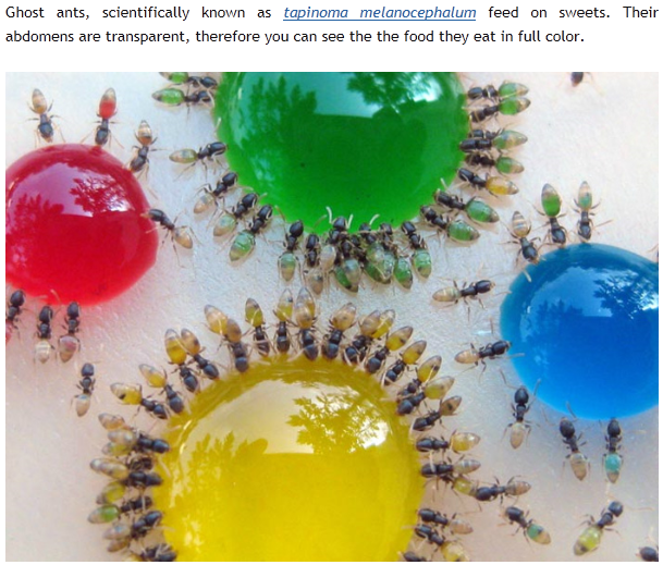 Ghost ants change color according to the food they eat » BagOfNothing.com